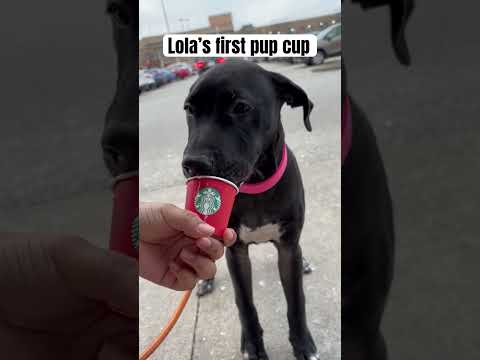 Lola’s first pup cup