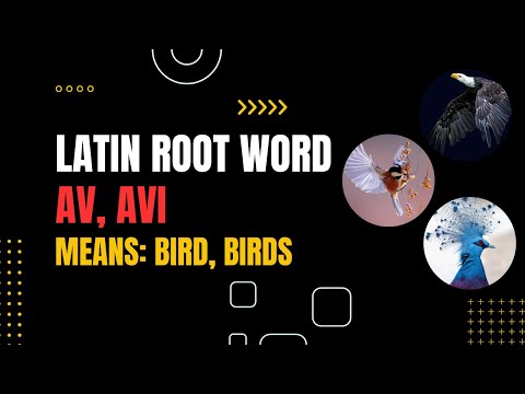Root Word AV-, AVI-" Means: Bird | Root Words Vocabulary | Anis