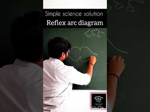 Reflex arc diagram in easy way