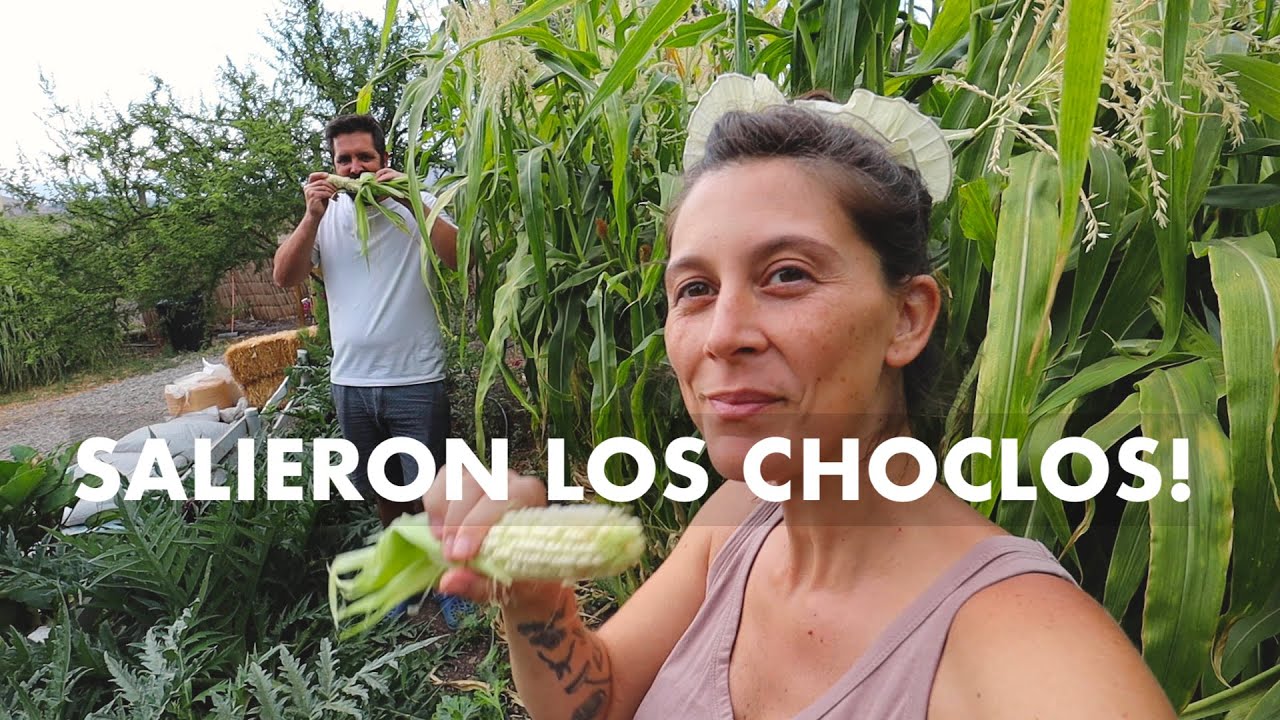 Salieron los Choclos! Cosecha de Maiz | Del Huerto a la Panza #ComidaLibre