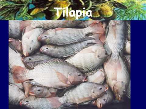 Aquaculture definition, species and production