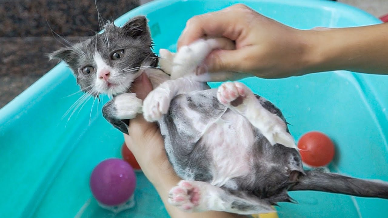 First bath for baby kitten / First bath for foster kitten