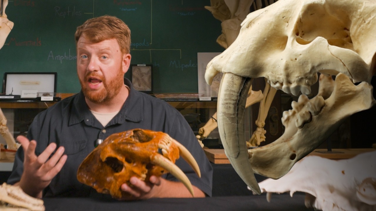 Your Saber-Tooth Theory is Wrong! What the Smilodon Really Hunted
