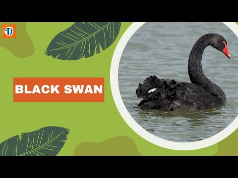 BLACK SWAN | A Fascinating Bird of Contrasts