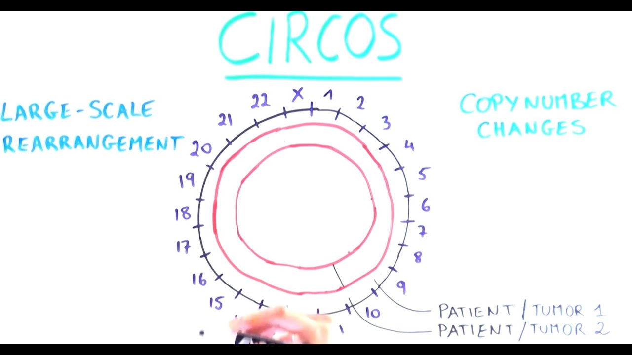 Our genome in a circle