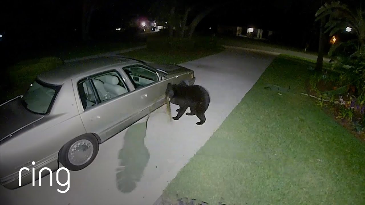 You’ve Never Seen a Bear Having So Much Fun | RingTV