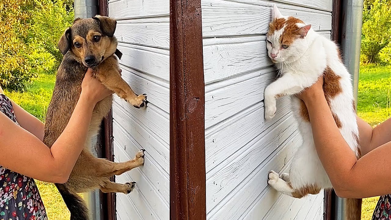 Dog Vs Cat Intelligence Test / Dogs And Cats Wall Challenge #Shorts