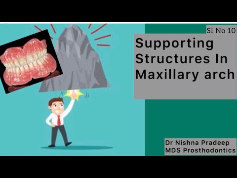 Supporting Structures in Maxillary arch/ Anatomical Landmarks/ Part 3. (Sl No 10)