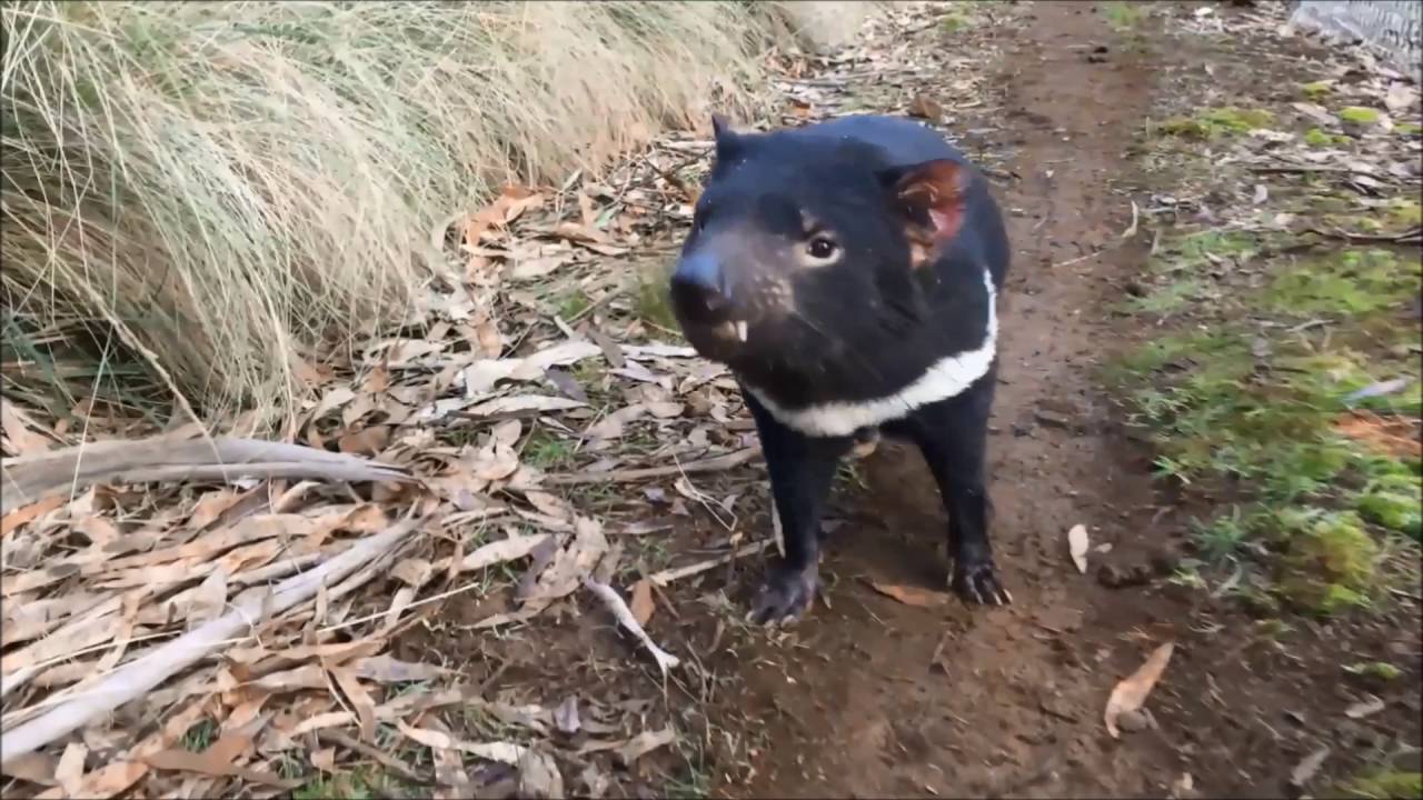 Devil Ark - Adopt Angel