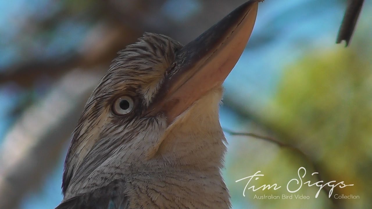 Blue Winged Kookaburra 1/1 HD VIDEO Australian Bird Media