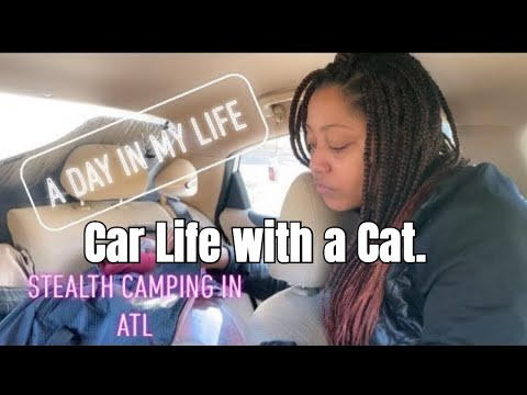 What It's Like Living In A Car with a Cat (Daily Life)
