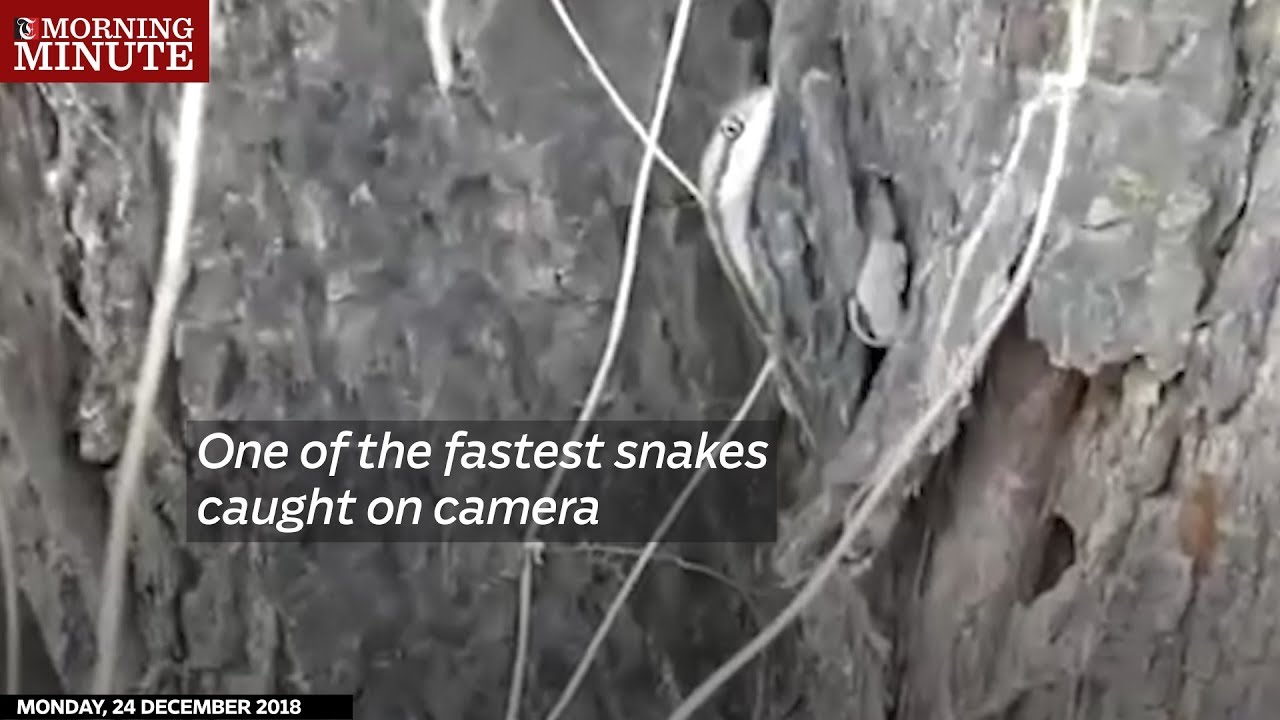 One of the fastest snakes caught on camera - Times of Oman