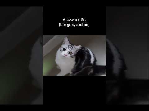 Anisocoria in Cat | Vet drugs