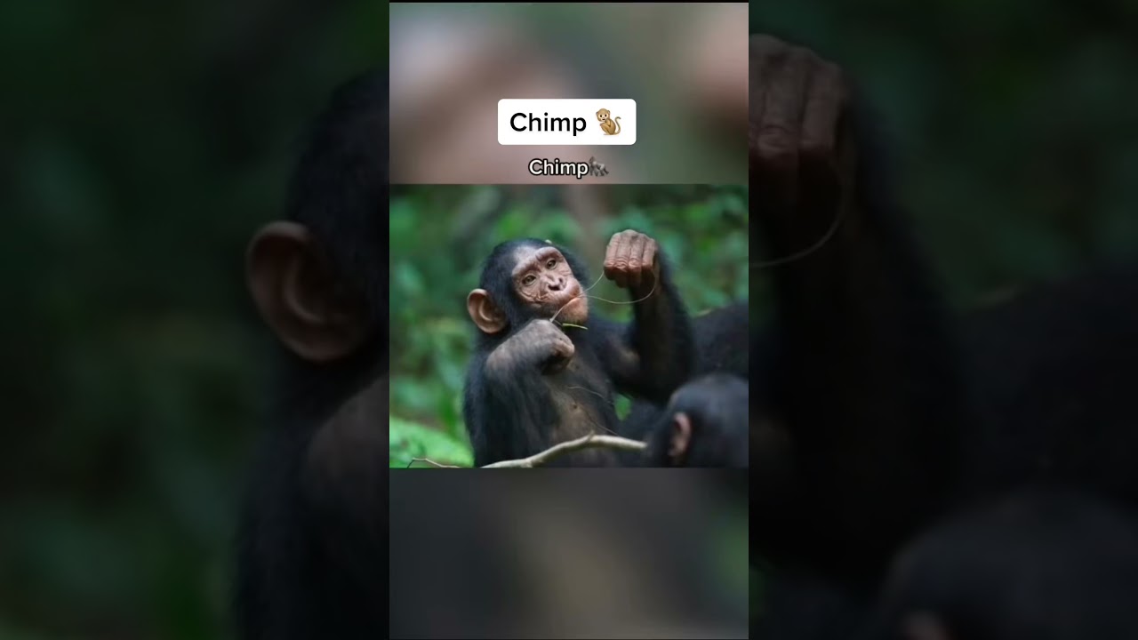 Animals With Down Syndrome 🤯 #shorts #youtubeshorts #animals #fyp #downsyndrome #fypシ #xyzbca