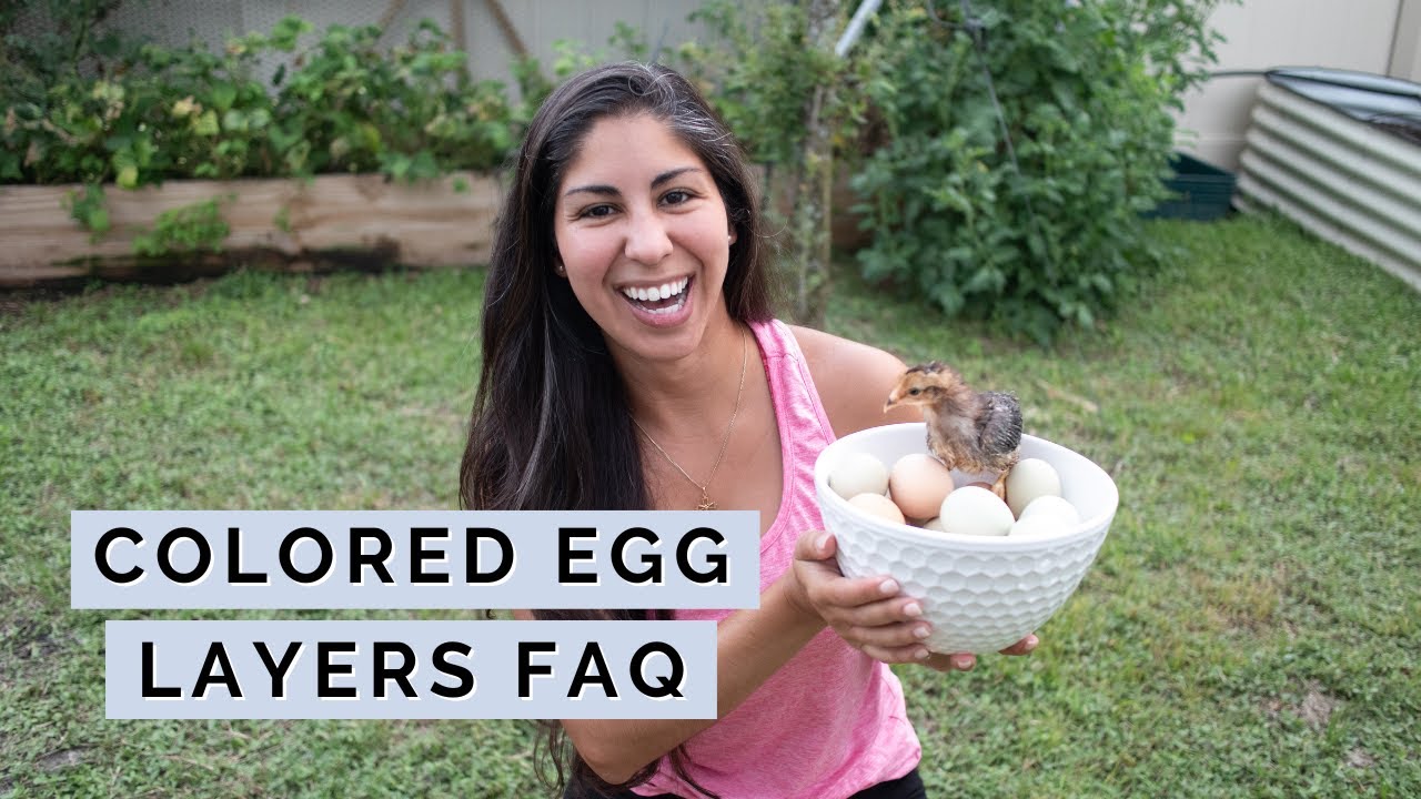 Adding Colored Egg Layers to Our Flock! (Plus FAQs)