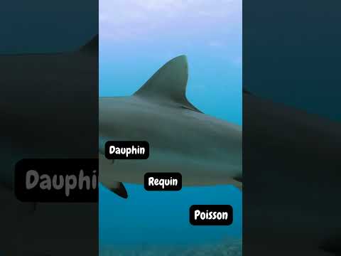 Expanding Your #french Vocabulary: Dolphin, Shark, Fish, Horse | 1-Minute Language Lesson #english