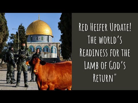 ‼️ Red Heifer and Third Temple Update! - Readiness for the Lamb of God's Return!