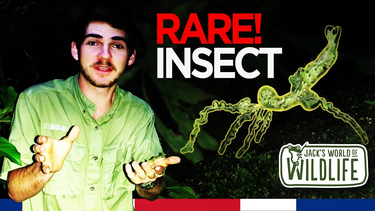 RARE Stick Insect! (Trychopeplus)