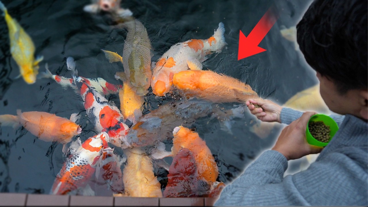 Insane Koi Fish Collection in One Pond!