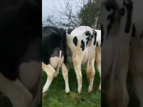 Ballycannon dispersal sale March 27th 2021
