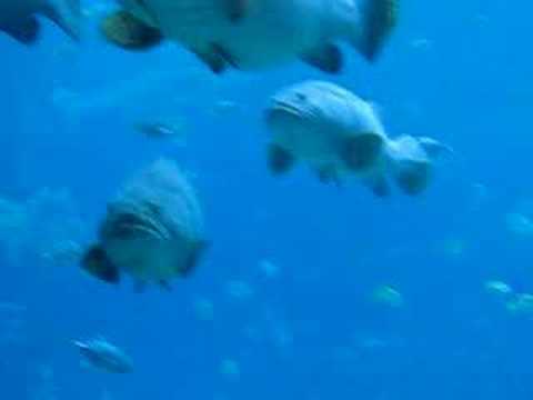 Huge Groupers