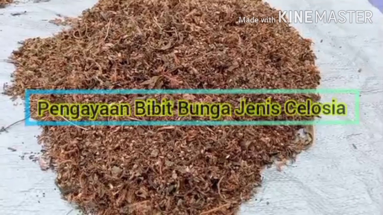 Cara memanen biji bunga celosia lengkap