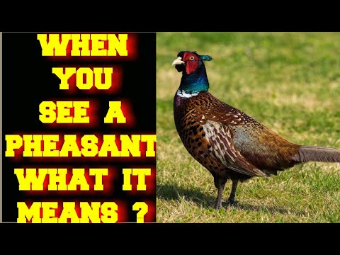 WHEN YOU KEEP SEEING PHEASANT BIRD WHAT DOES IT MEAN ?