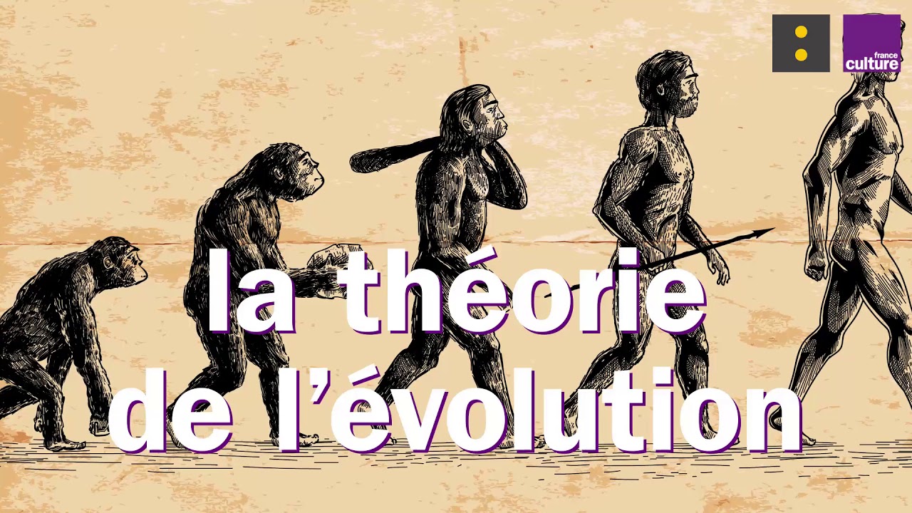 Créationnisme : peut-on nier la théorie de l'évolution ?