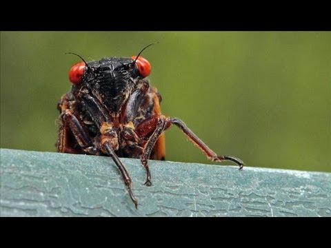 Five Things Cicadas Won't Say