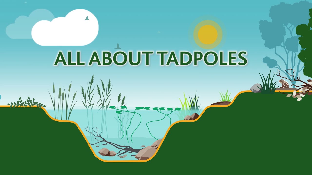 All about tadpoles