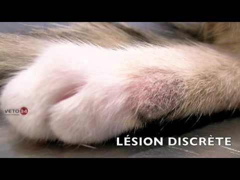 Comment soigner la teigne chez l'humain ? La réponse est sur Admicile.fr