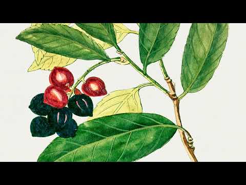 Botanical prints. Biodiversity Heritage library, Set #5