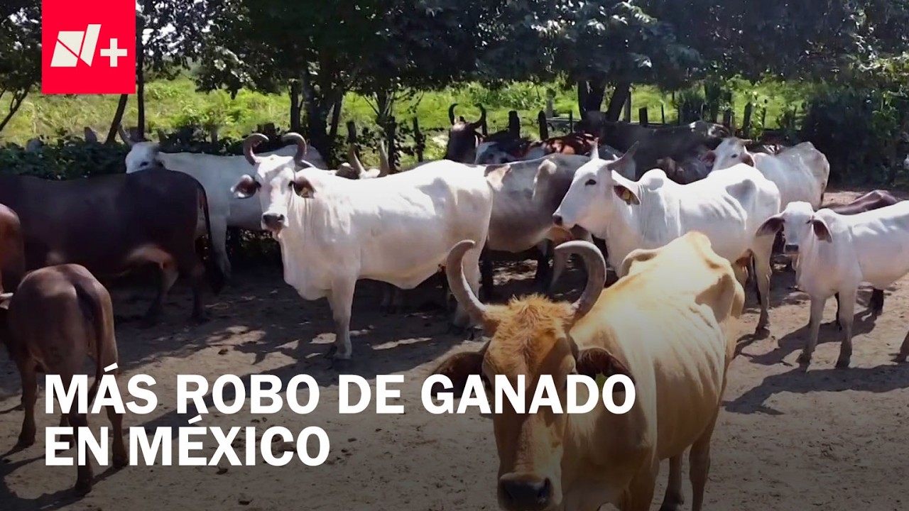 Ladrones de ganado en Tabasco: El negocio por altos precios de la carne - Despierta