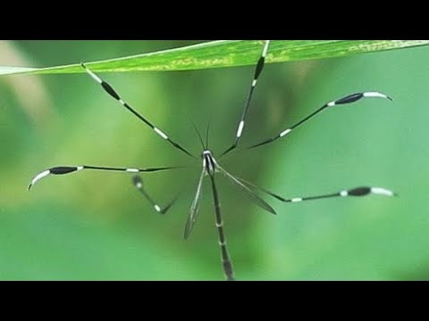 ' Phantom Crane Fly (Ptychopteridae) Spirit Animal Meaning!