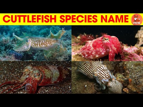 ๐Learn 28 Cuttlefish Species Vocabulary for Kids and Preschoolers #kidslearning #animals #cuttlefish