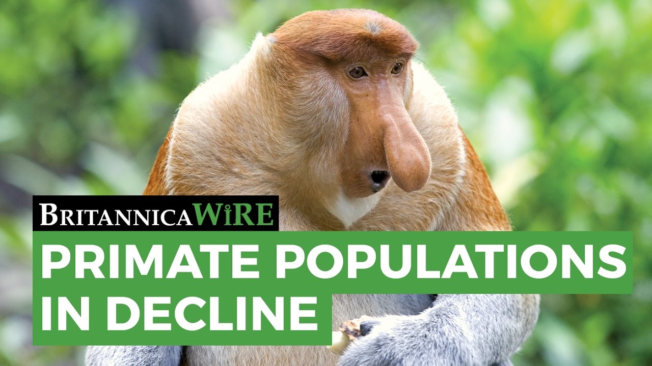 BRITANNICA WIRE: Global primate populations endangered | Encyclopaedia Britannica