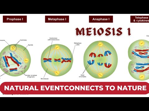 Meiosis-I, Haploid & diploid || Homologous Chromosomes || Crossing Over || SSC Biology wd Ms Shazia