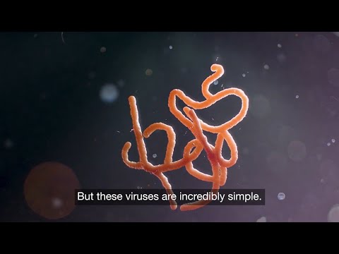 Dr. Erica Saphire on how cryo-EM is advancing her virus research