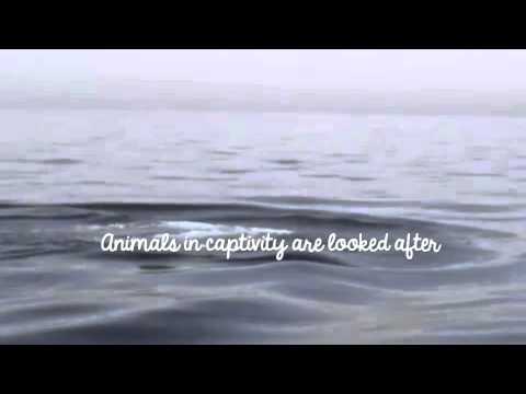 Marine Mammal Protection Act
