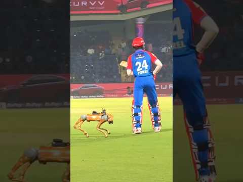Robot Dog in IPL 2025 😱 #viralvideo #viratkohli #cricket