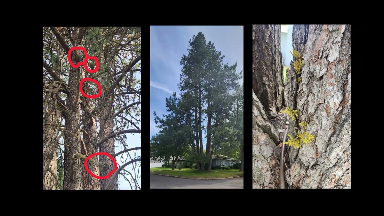 Spokane's Largest Trees Health Assessment