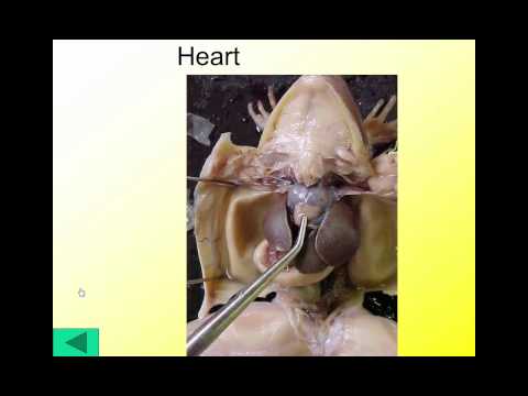 SCI7 - Frog Organ Introduction