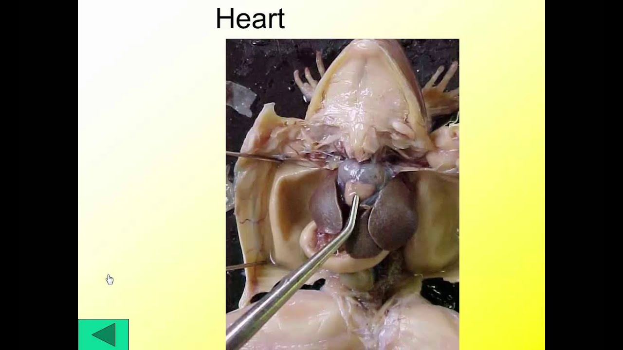 SCI7 - Frog Organ Introduction