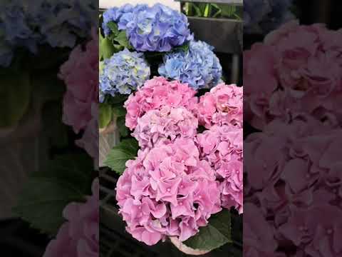 DIFFERENT COLORS OF HYDRANGEA #SHORTS