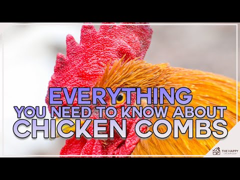 Everything You Need To Know About Chicken Combs