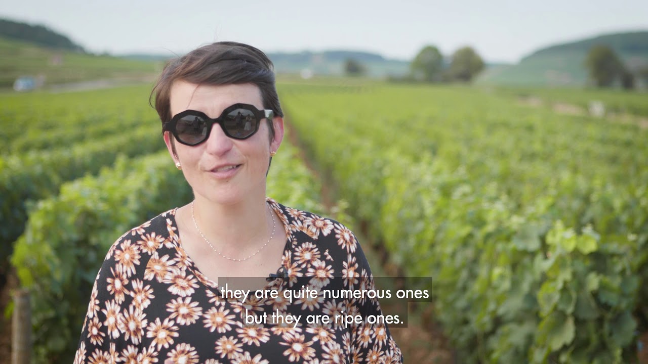 Burgundy 2018 Vintage Report