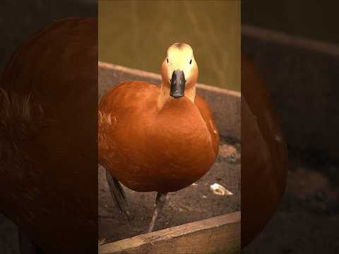 WADDLING ON ONE LEG!! π¦π¦΅ - π· #shorts