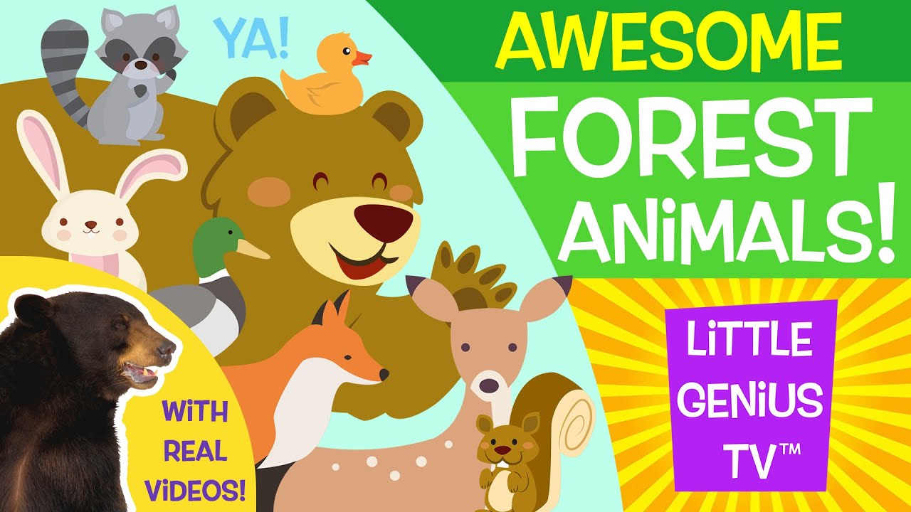 Forest Animals! | videos for babies, toddlers, kids | Little Genius TV™