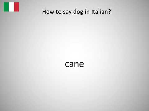 How to say dog in Italian?