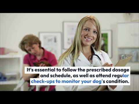 Understanding DCM in Dogs: Dilated Cardiomyopathy Explained